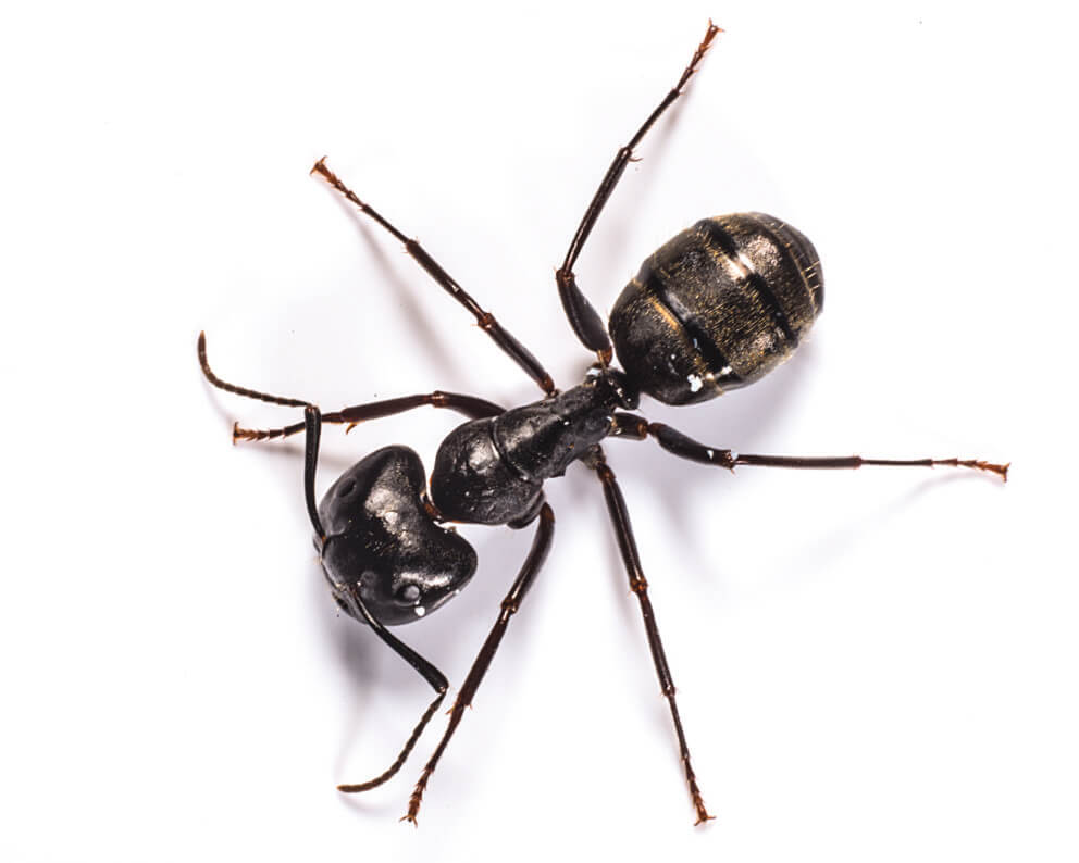 Kansas City Ant Exterminators | Ant Pest Control | Gunter Pest