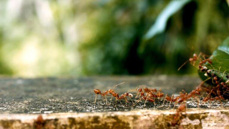Ant FAQs | Gunter Pest & Lawn | Kansas City, Missouri