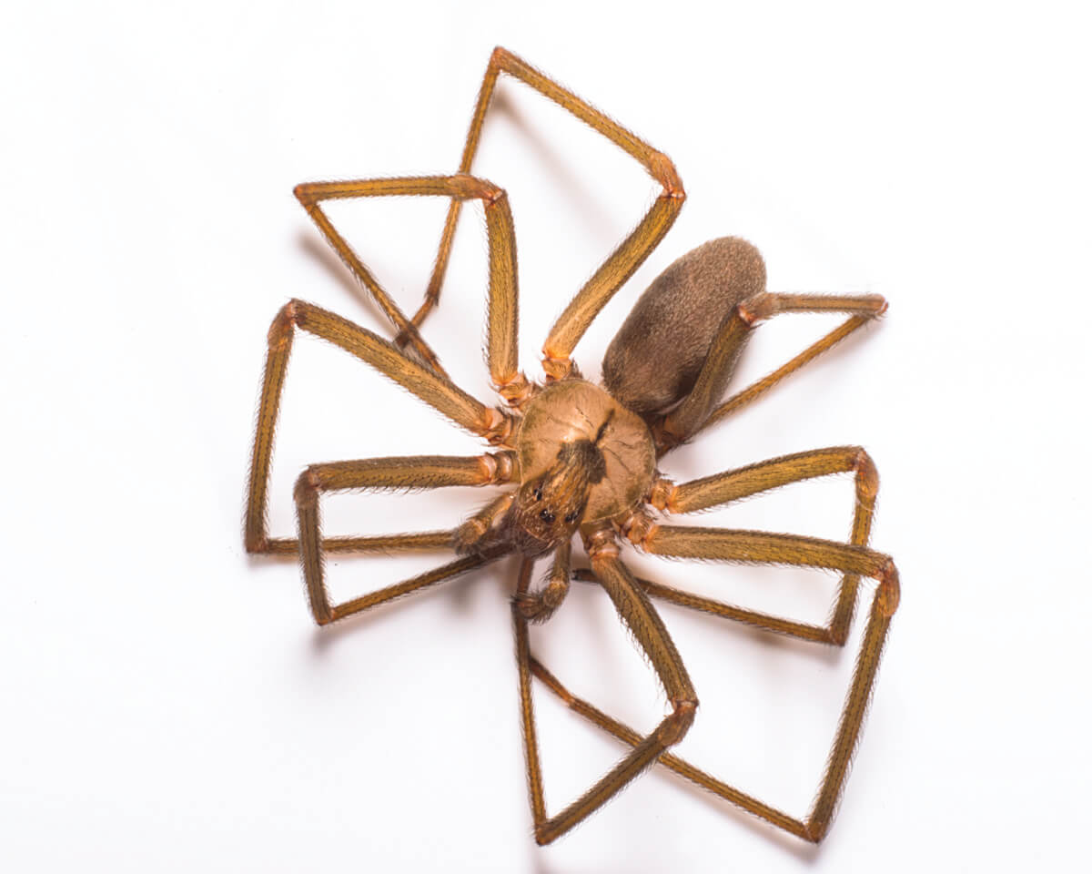 Spiders In Your Home | Kinds Of Kansas City Spiders | Gunter Pest