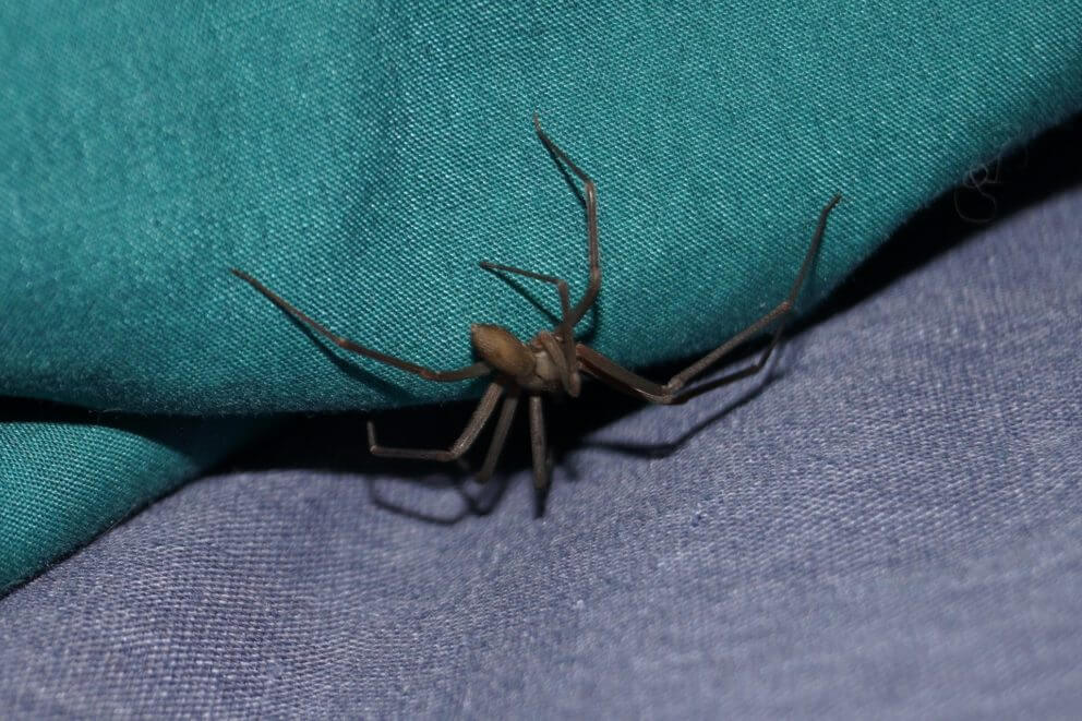Spiders In Your Home | Kinds Of Kansas City Spiders | Gunter Pest