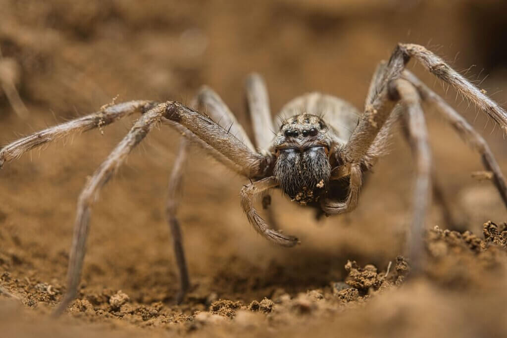 Spiders In Your Home | Kinds Of Kansas City Spiders | Gunter Pest
