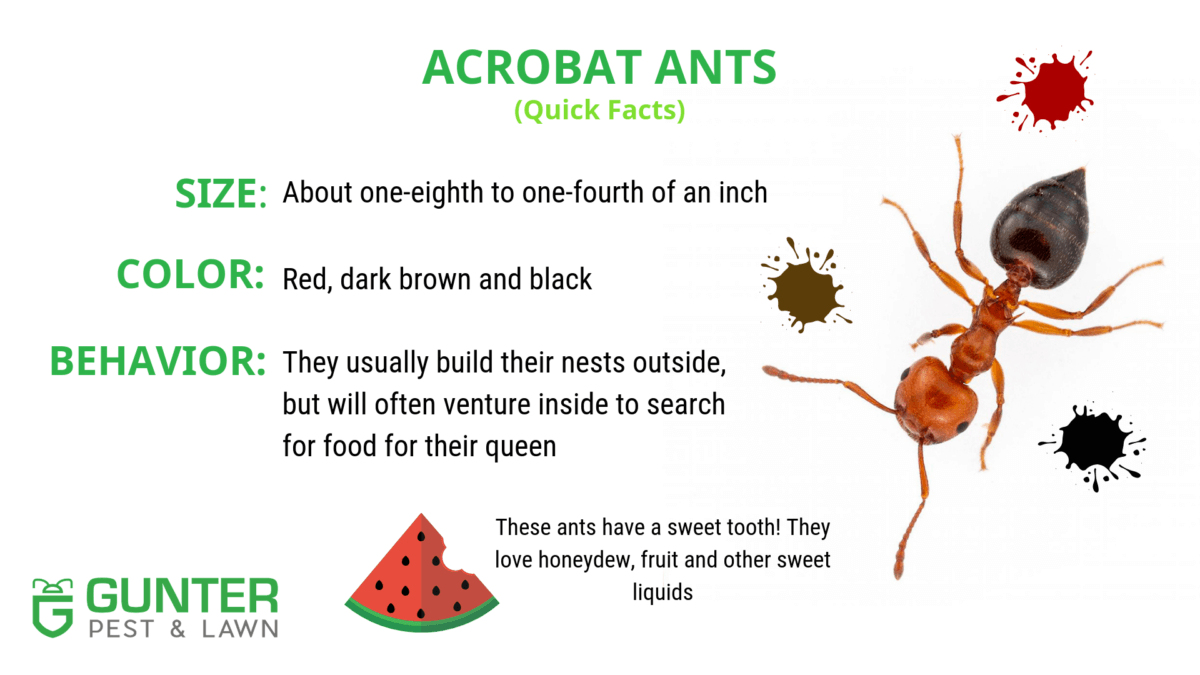 Kansas City Homeowner's Guide To Ants | Gunter Pest & Lawn | KCMO
