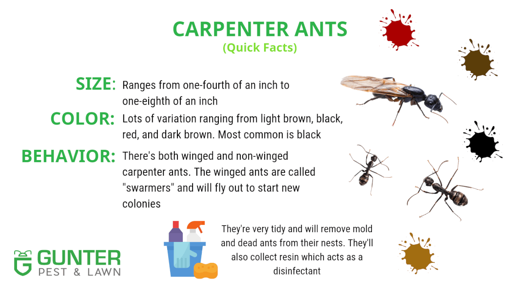 Kansas City Homeowner's Guide To Ants | Gunter Pest & Lawn | KCMO