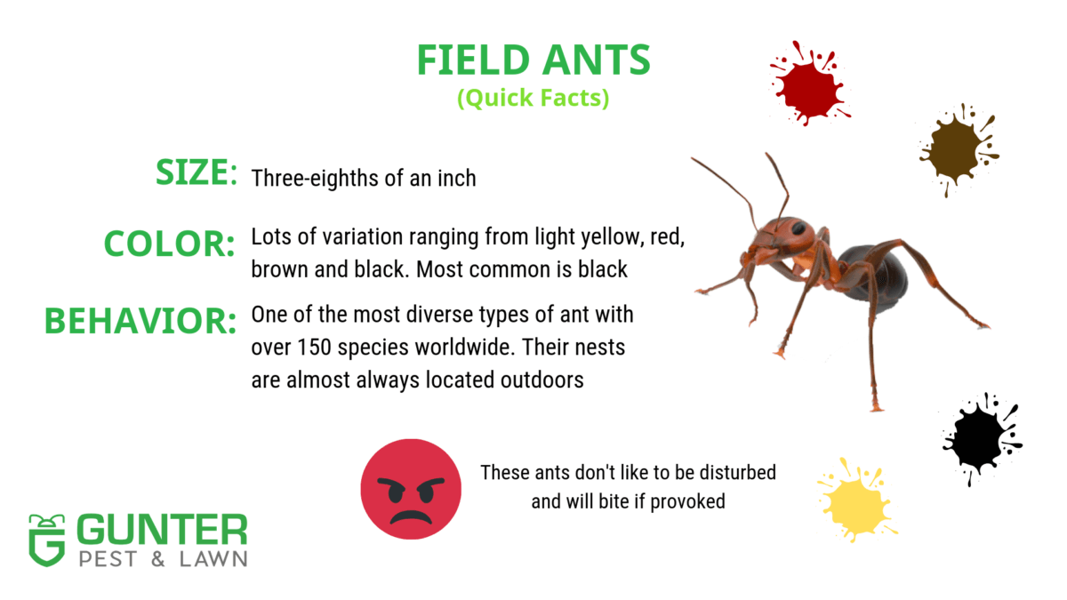 Kansas City Homeowner's Guide To Ants | Gunter Pest & Lawn | KCMO