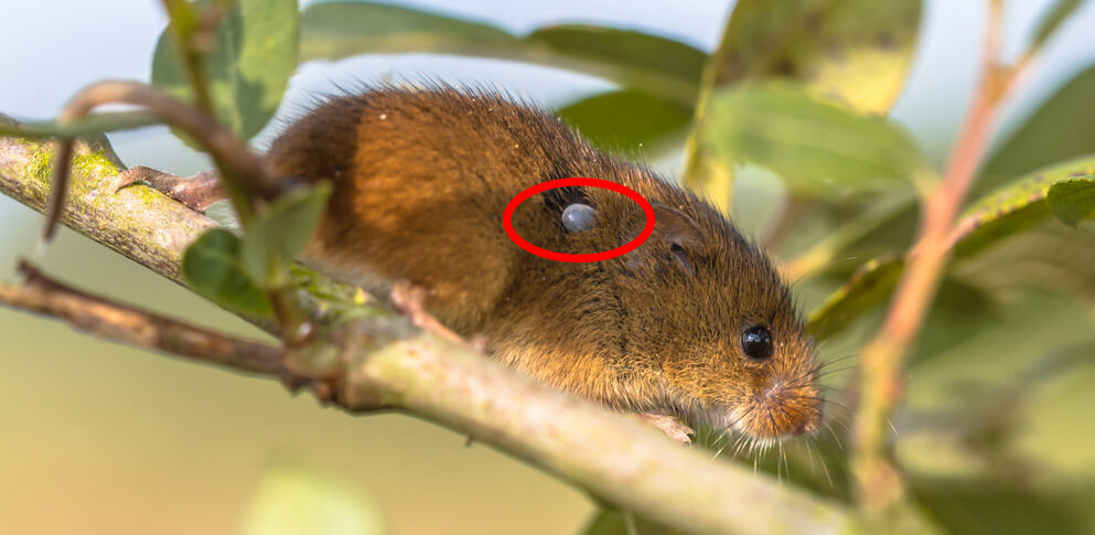 How To Rid Your Yard of Fleas And Ticks | Gunter Pest & Lawn | KCMO