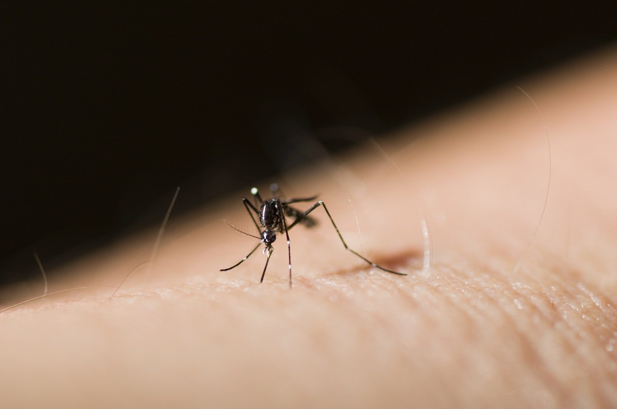Kansas City Mosquito Exterminators | Mosquito Pest Control