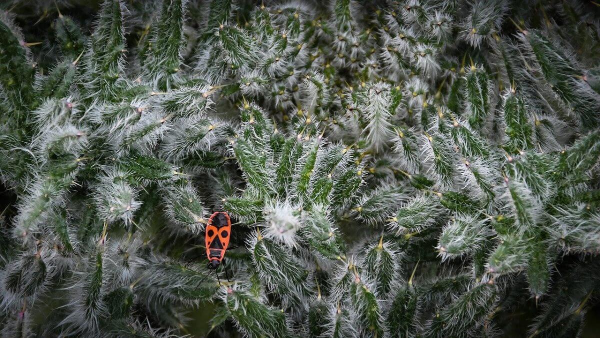 How Do You Ensure A Pest-Free Christmas Tree? | Gunter Pest & Lawn
