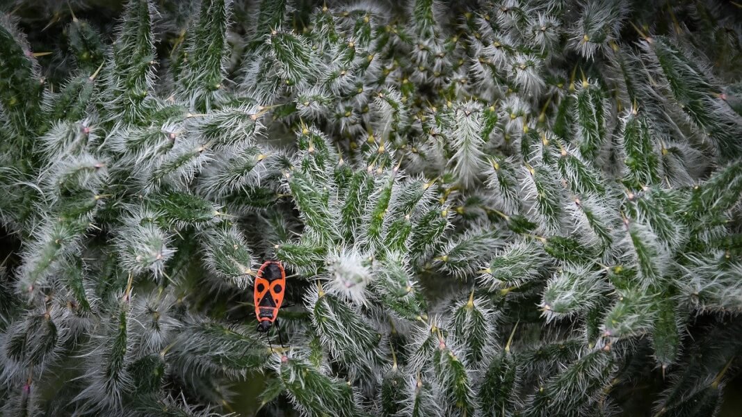 How Do You Ensure A Pest-Free Christmas Tree? | Gunter Pest & Lawn