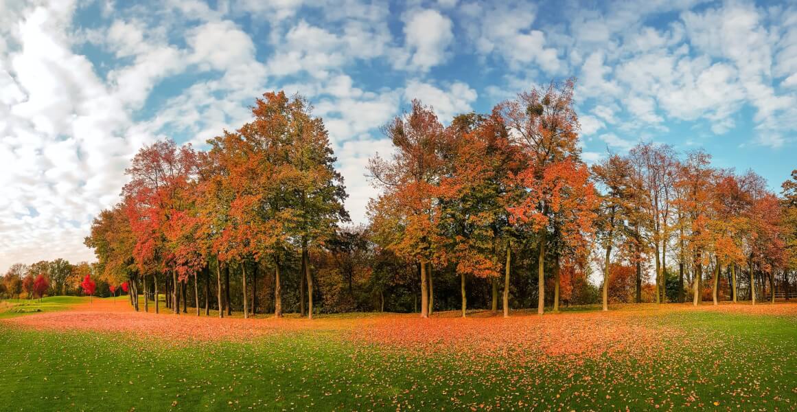 Month-By-Month Lawn Care Calendar For Missouri | Gunter Pest