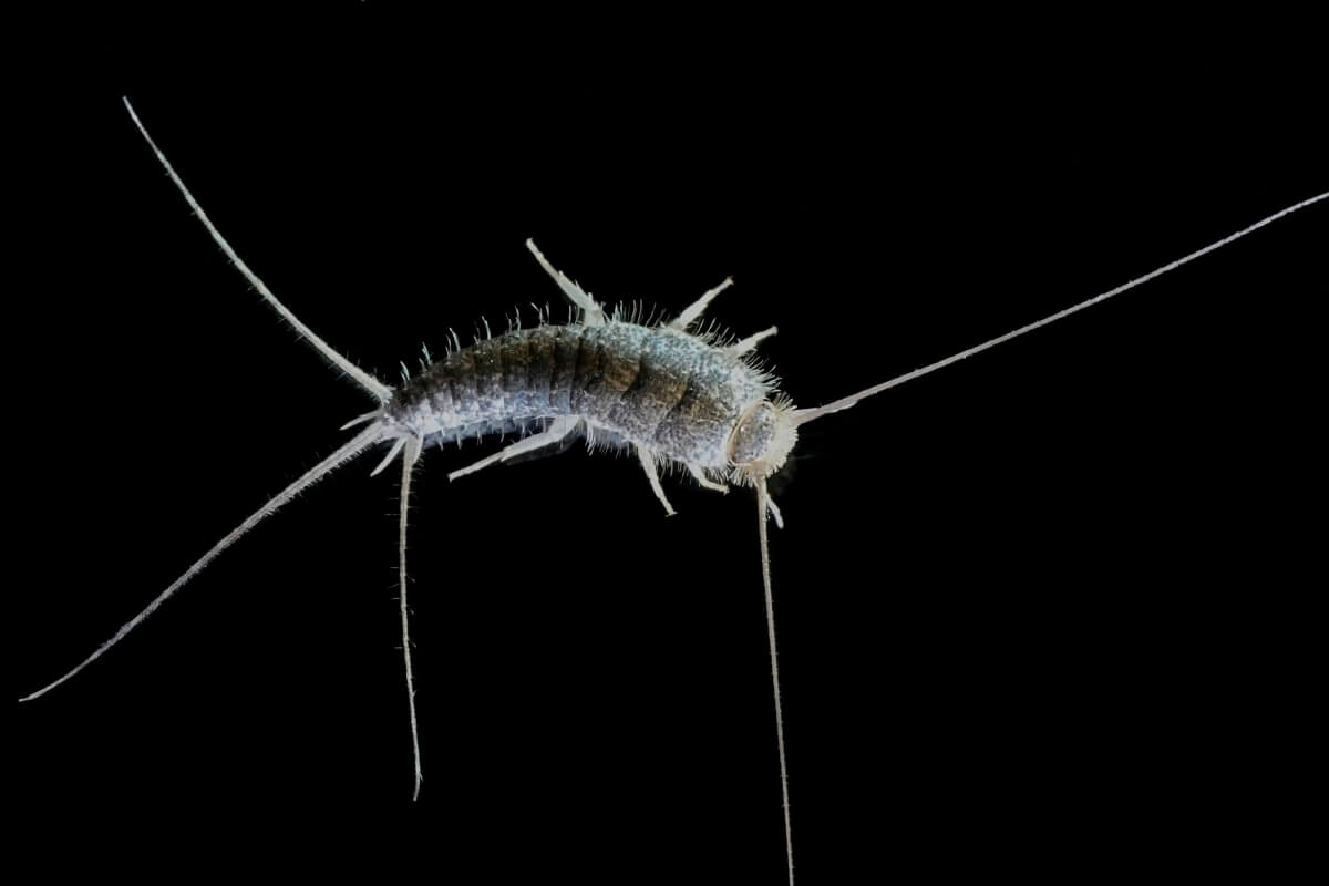 How To Get Rid Of Silverfish Naturally | Gunter Pest Control & Lawn Care