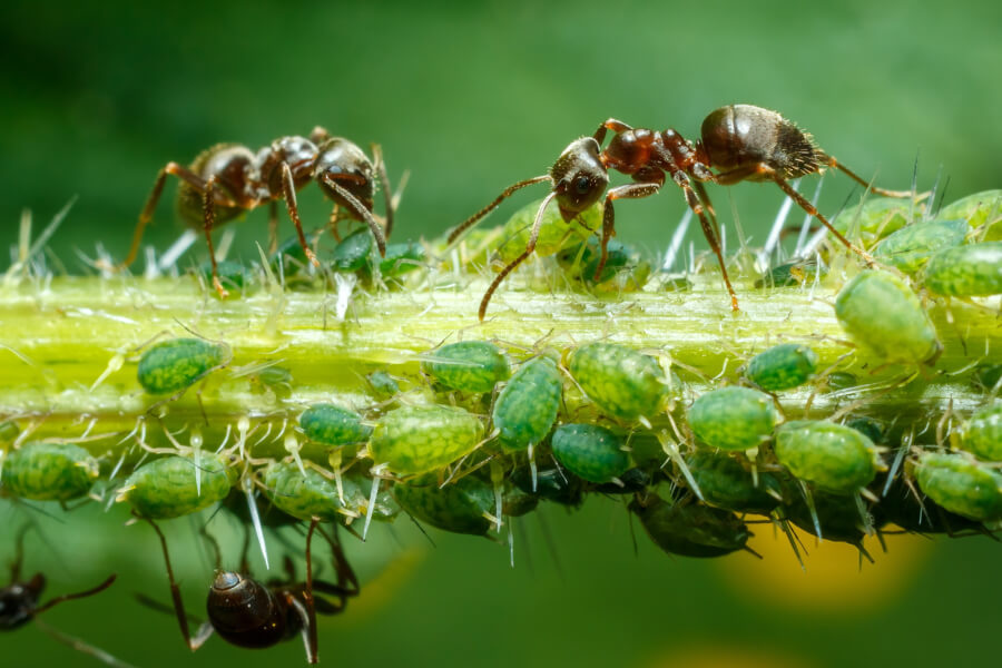 Prevent An Ant Infestation | Kansas City Ant Pest Control | Gunter Pest