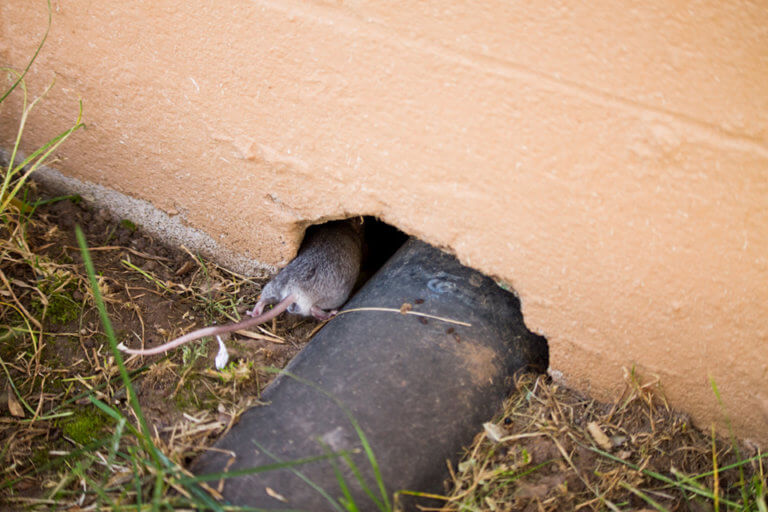 How To Identify A Rodent Problem | Gunter Pest & Lawn