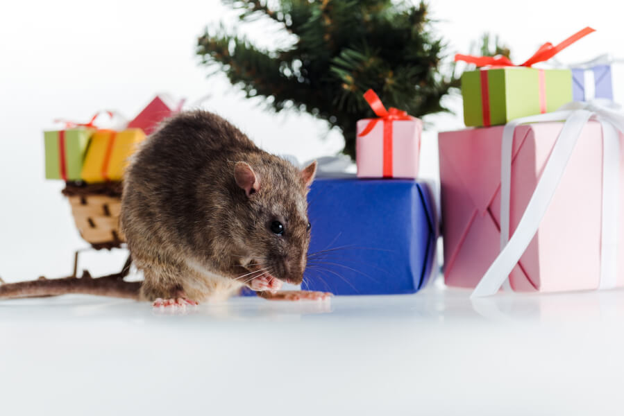 How To Keep Rodents Out Of Your Home | Gunter Pest & Lawn