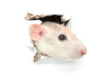 How To Find Where Mice Are Getting Into Your House | Mice Entry Points
