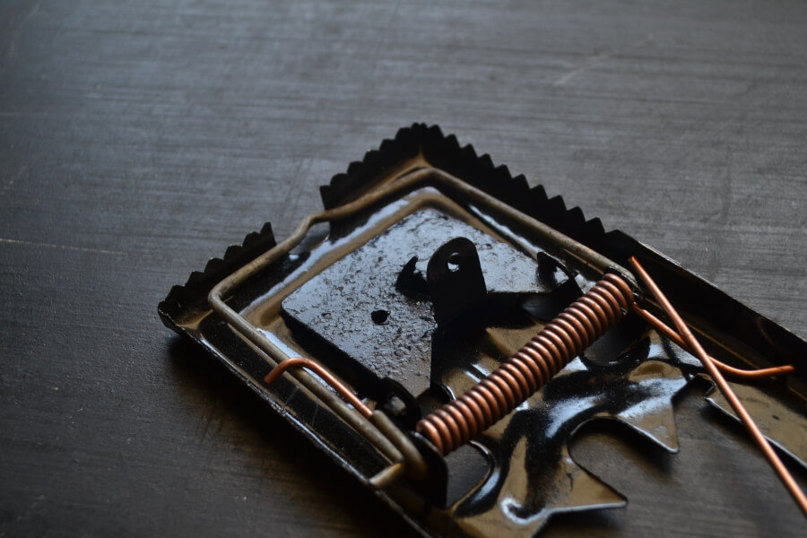 Selecting Pest Services: Things To Keep In Mind | Gunter Pest & Lawn