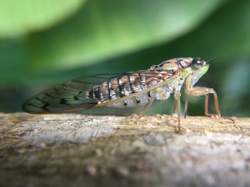 We Haven’t Seen Cicadas like This in Over 200 Years! | Gunter Pest & Lawn
