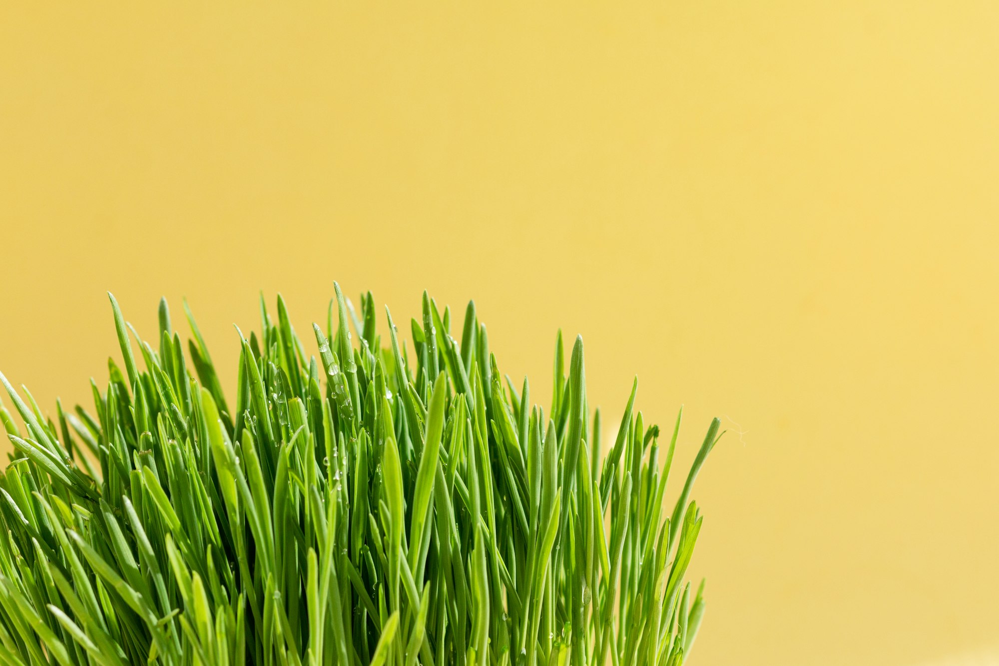 Kansas City Weed Control | Gunter Pest & Lawn